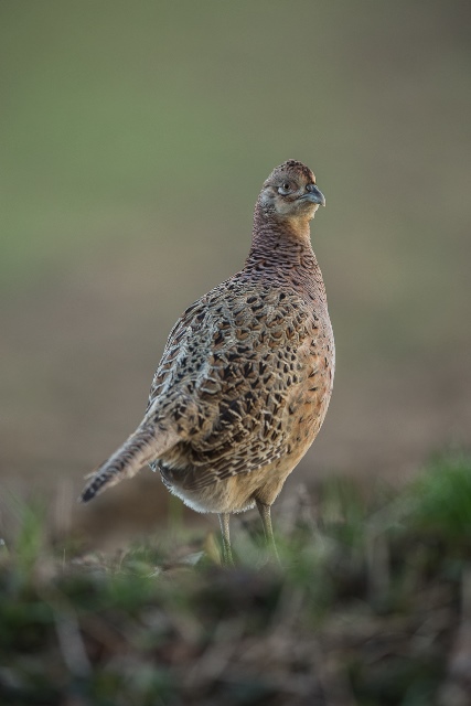 Fasaner & Änder :: Jakt i Tjeckien