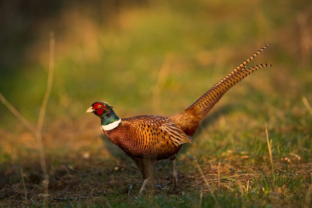 Fasaner & Änder :: Jakt i Tjeckien
